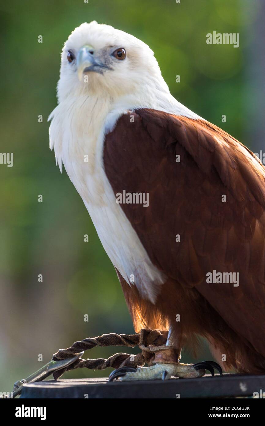 A captive brahminy kite at the Philippine Eagle Center in Davao City ...