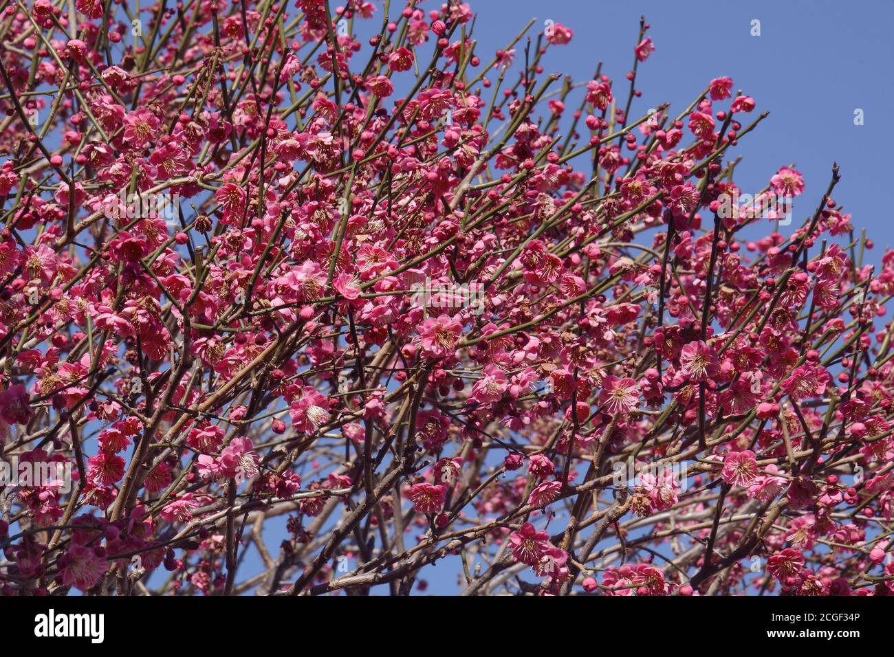 Japanese flowering apricot (Prunus mume 'Kobai' Stock Photo - Alamy Japanese flowering apricot (Prunus mume 'Kobai' Stock Photo - Alamy