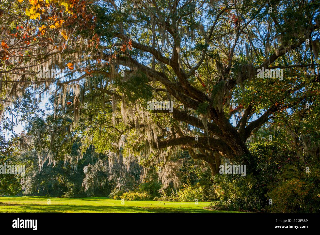 Southern live oak trees with Spanish moss (Tillandsia usneoides) at the ...