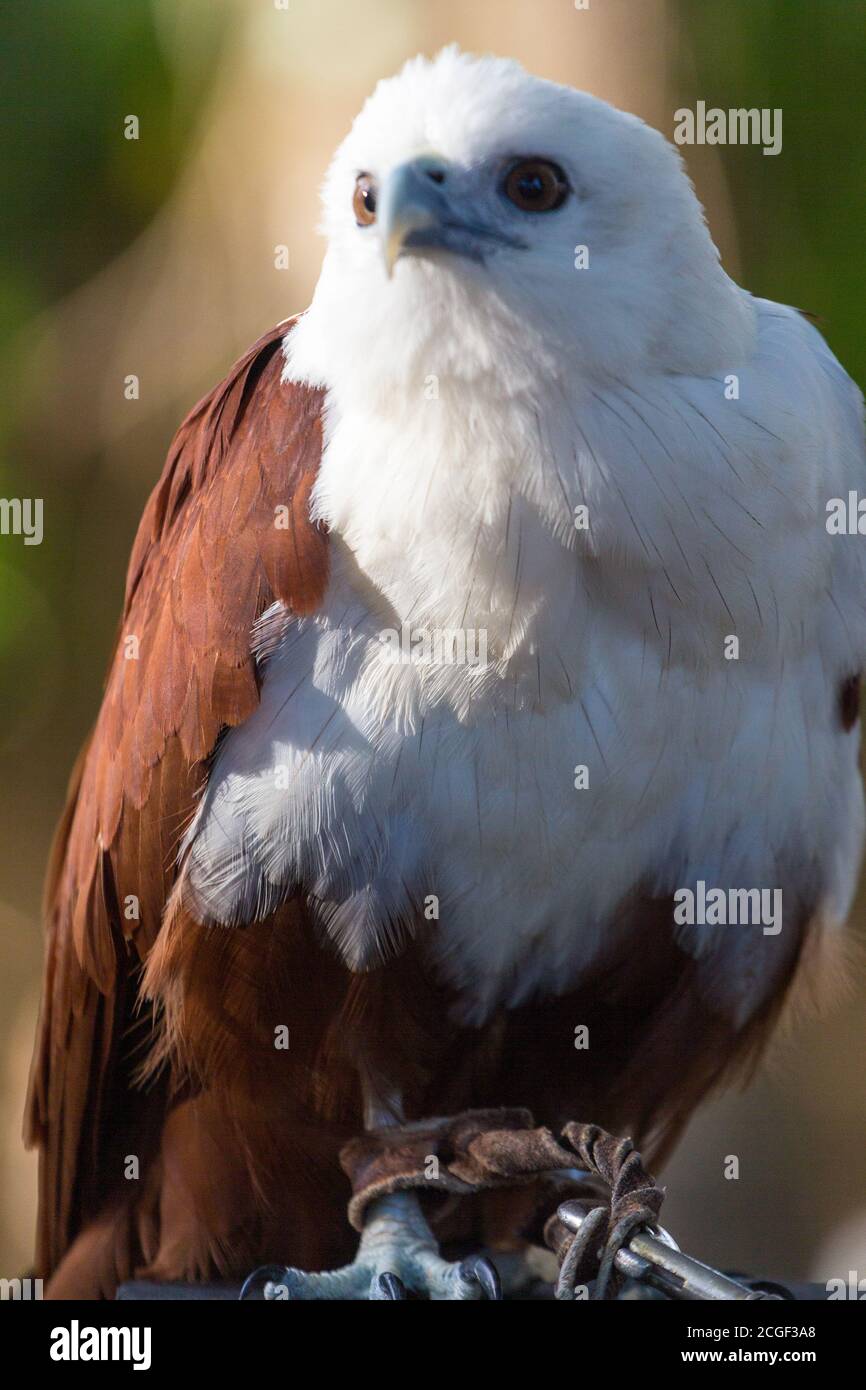 A captive brahminy kite at the Philippine Eagle Center in Davao City ...