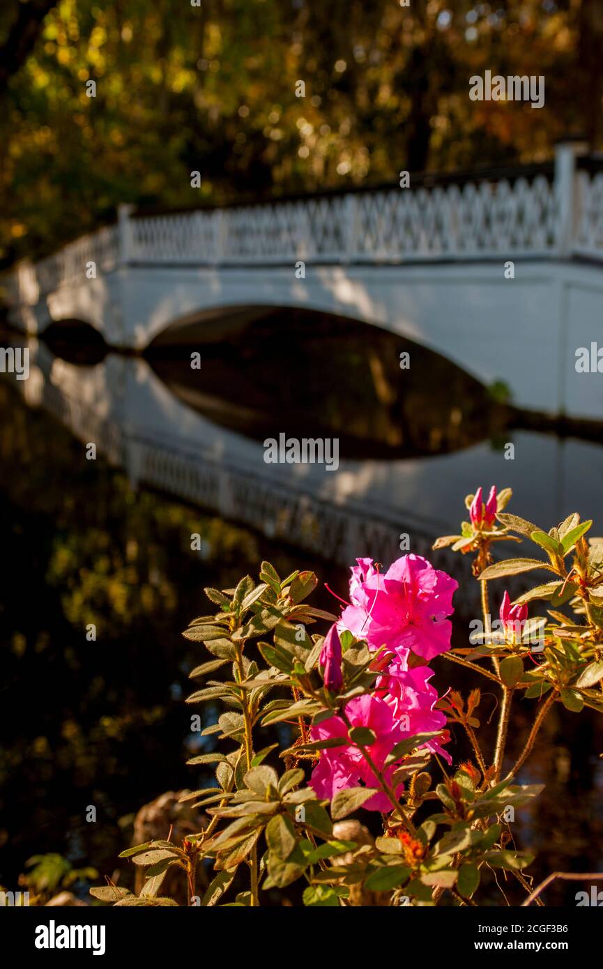 A white bridge is reflecting in a pond at the Magnolia Plantation and ...
