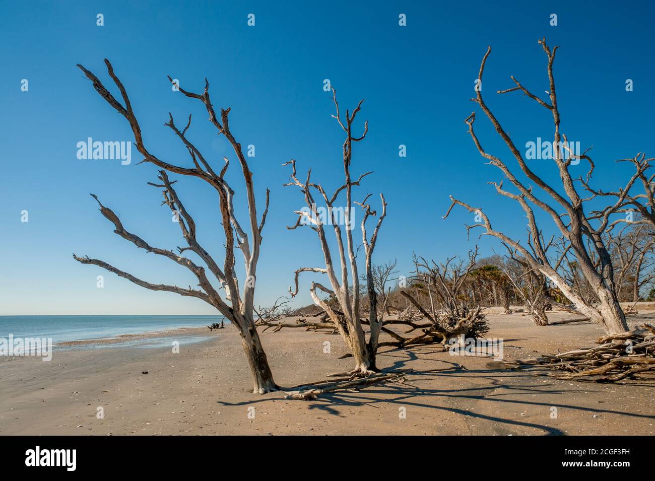 Carolina skeletons hi-res stock photography and images - Alamy