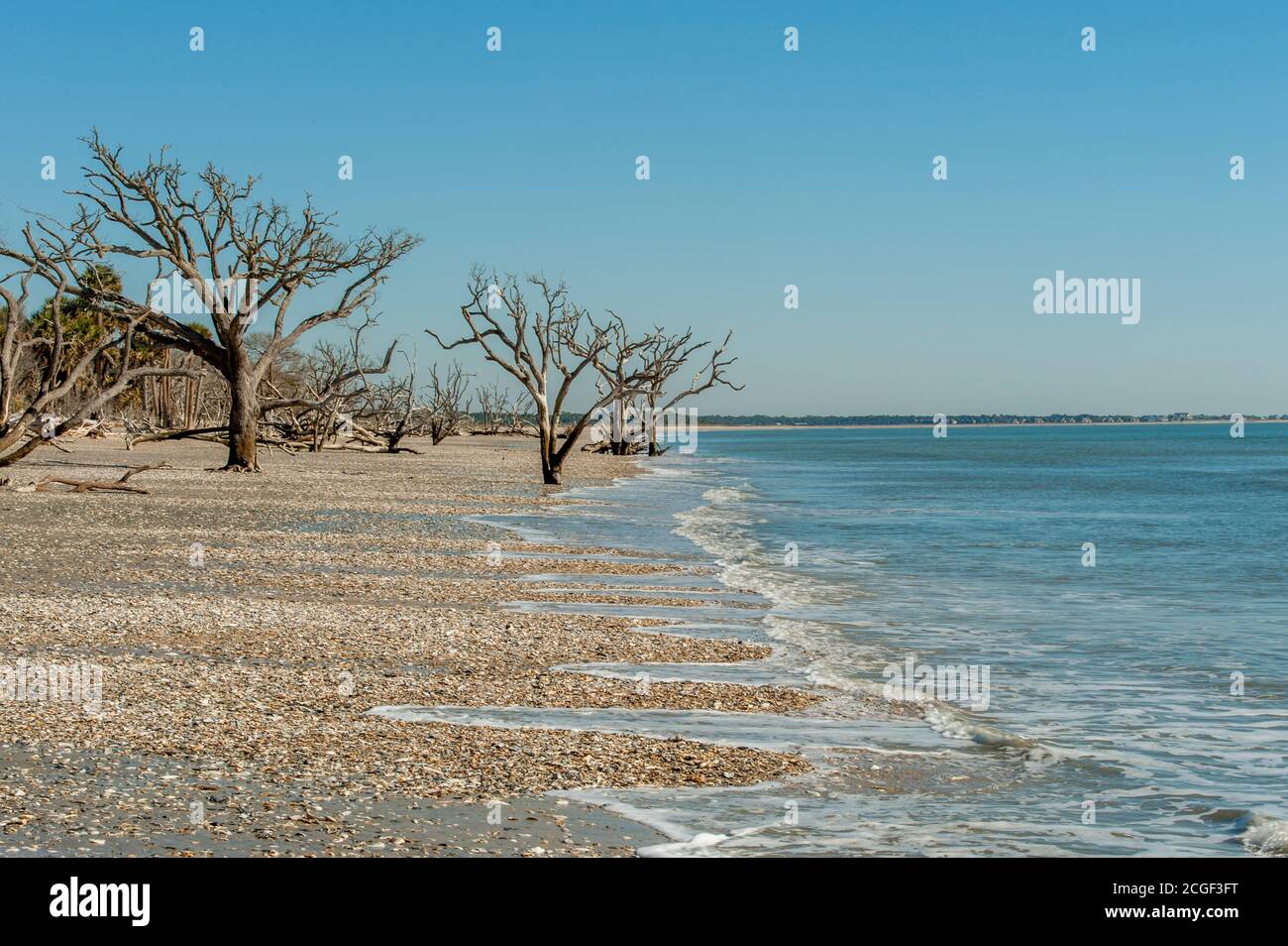 The skeletons of dead trees on a beach at Botany Bay on Edisto Island ...