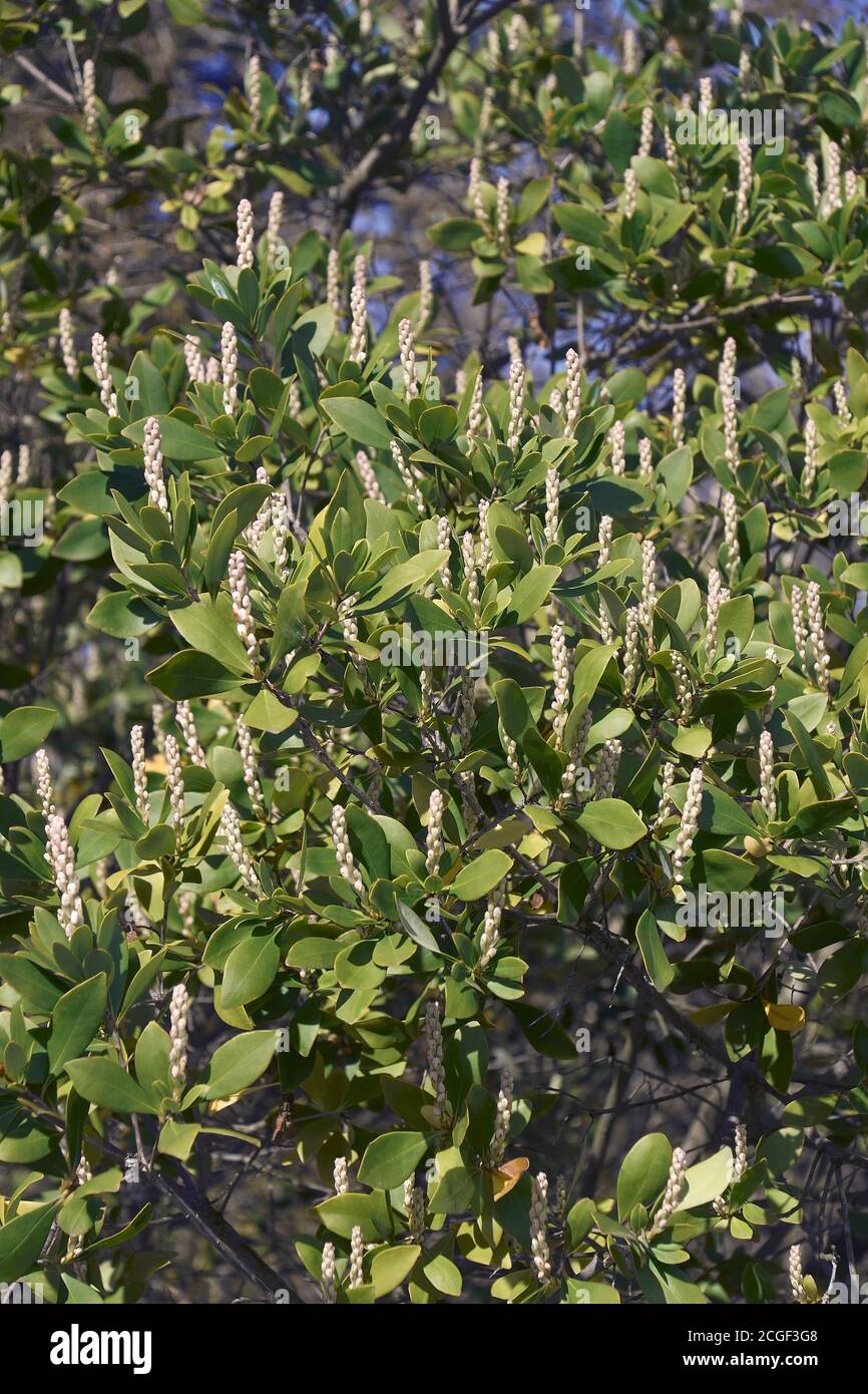 Buckwheat tree (Cliftonia monophylla). Called Black titi also Stock ...