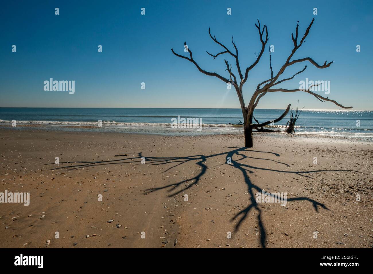 Light and shadows, a dead tree on a beach at Botany Bay, Edisto Island ...