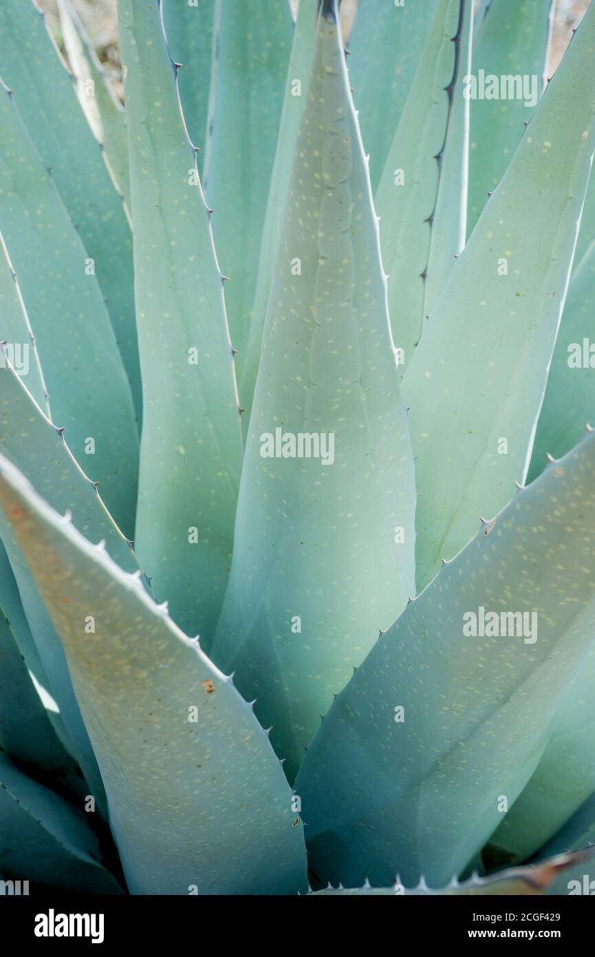 A Century Plant (Agave) along the Chimney Rock Loop trail near Sedona ...