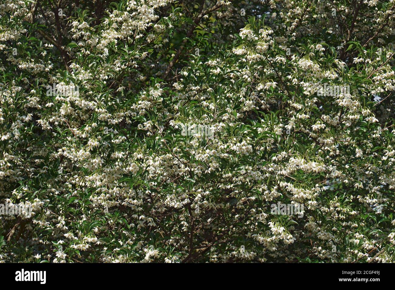 Snowcone japanese snowbell (Styrax japonicus 'Snowcone' Stock Photo - Alamy