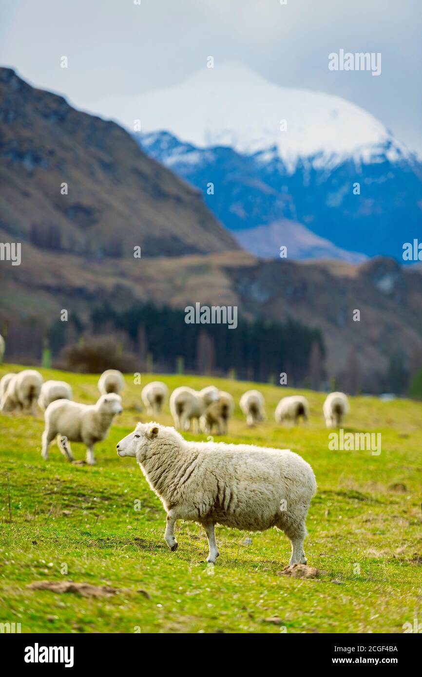 Fat sheep hi-res stock photography and images - Alamy
