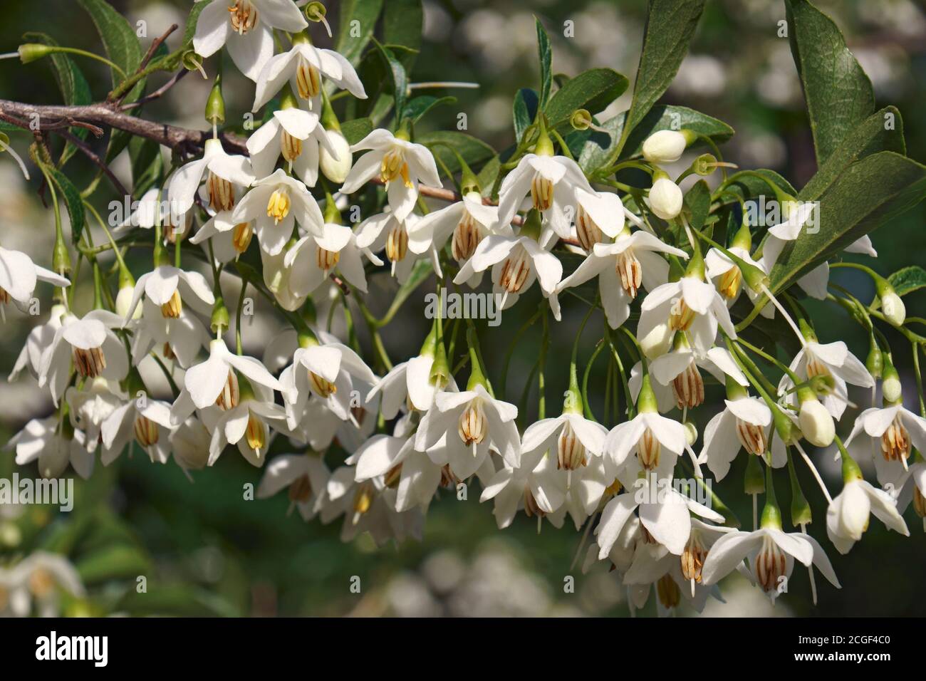 Snowcone japanese snowbell (Styrax japonicus 'Snowcone' Stock Photo - Alamy