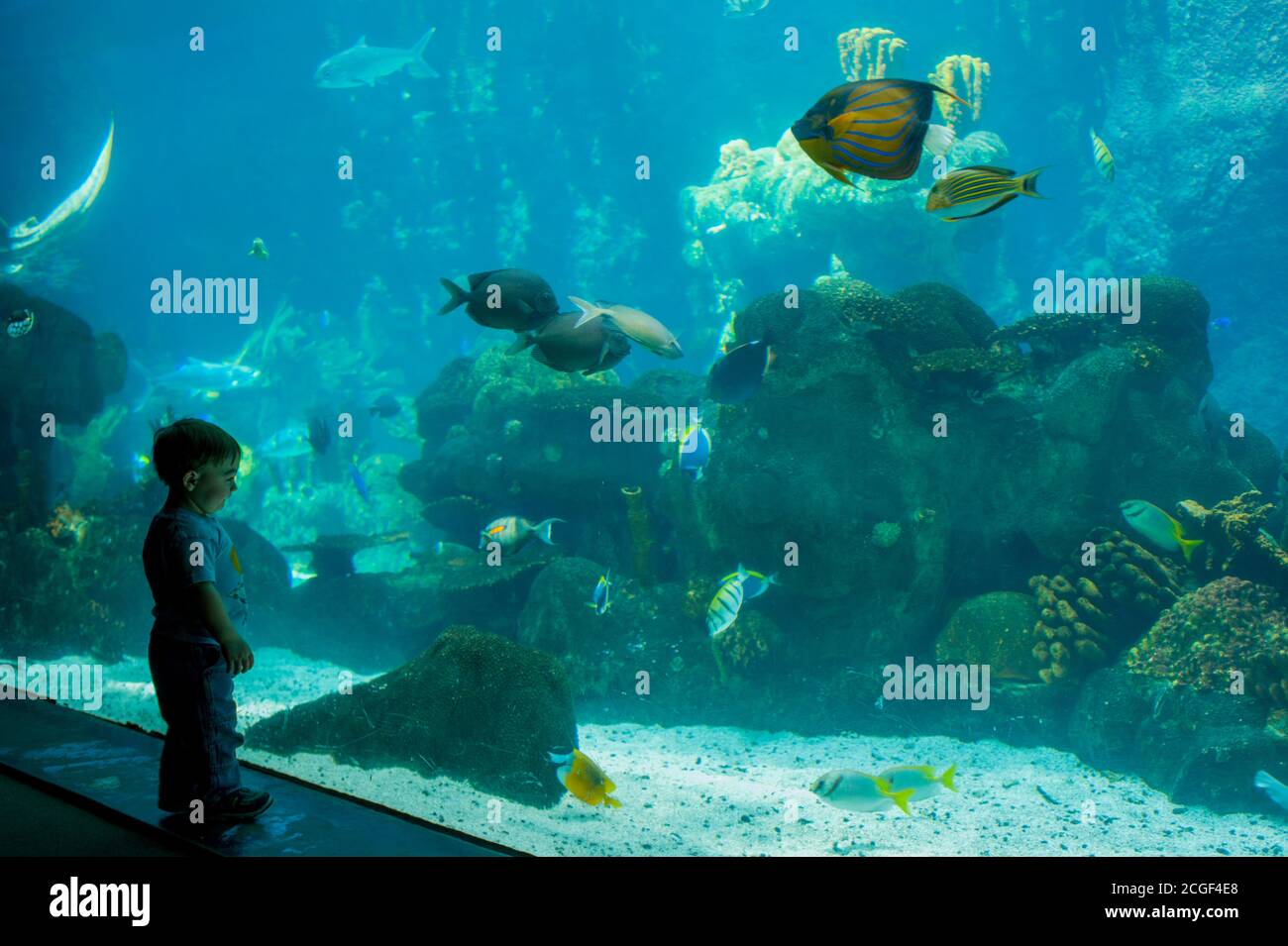 A boy is watching the fish in the coral reef exhibit of the Minnesota ...