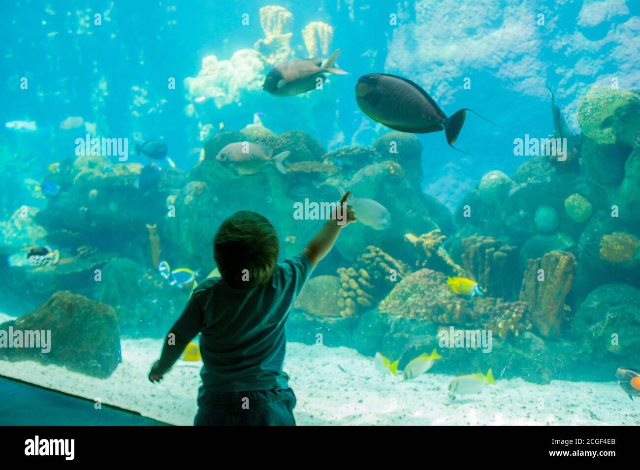 A boy is watching the fish in the coral reef exhibit of the Minnesota ...