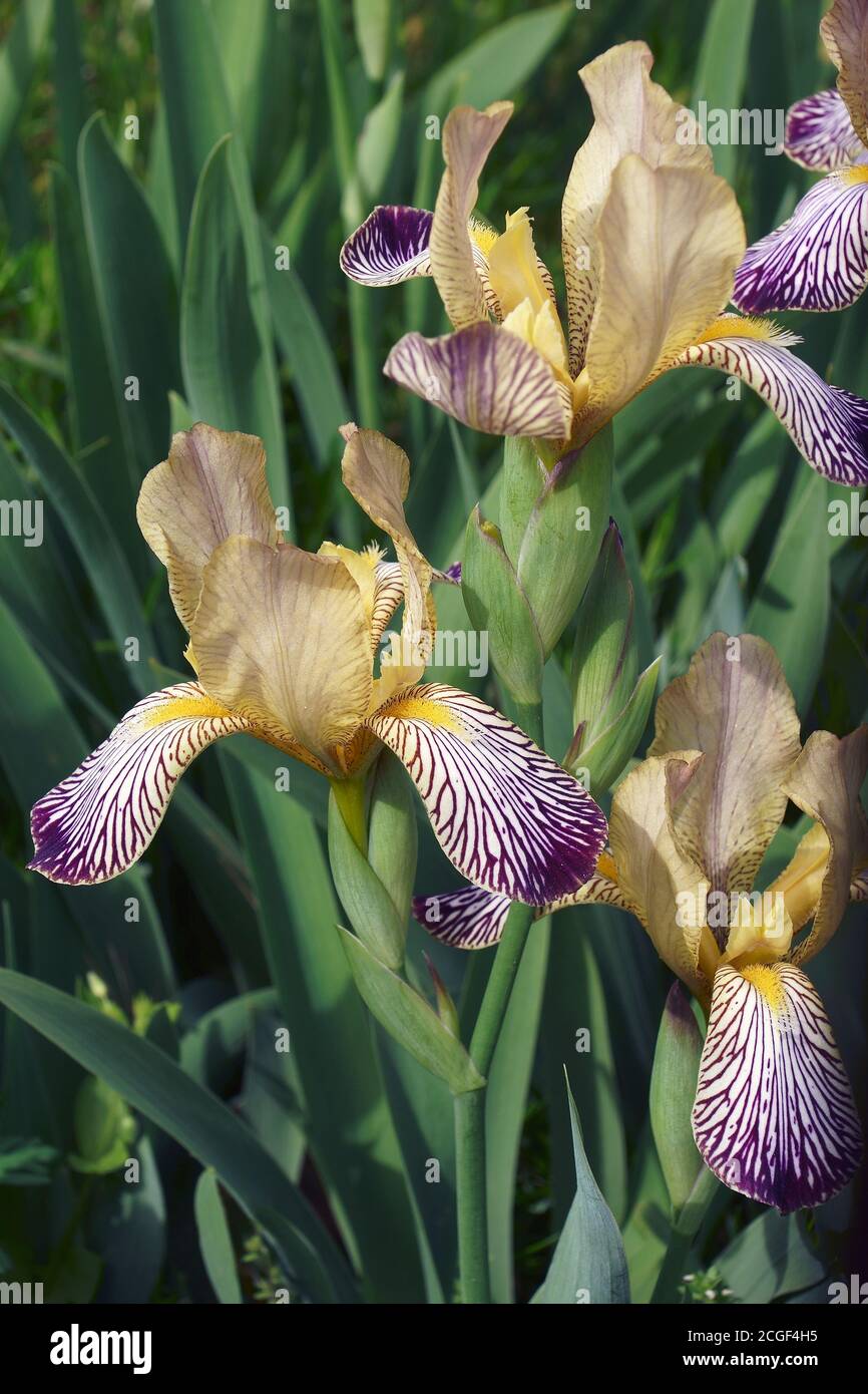 Variegated Sweet iris (Iris [Iris] variegata). Called Hungarian Iris ...