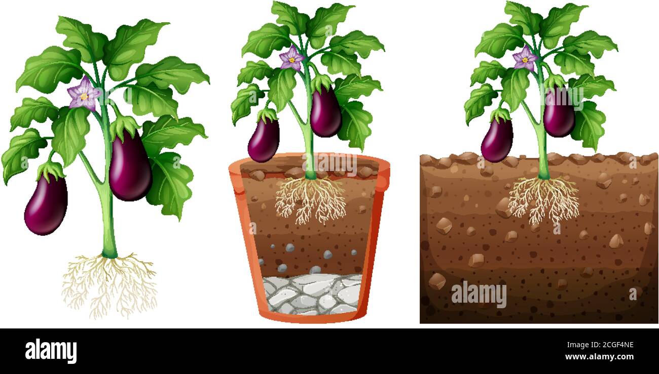 Set of eggplant plant with roots isolated on white background ...