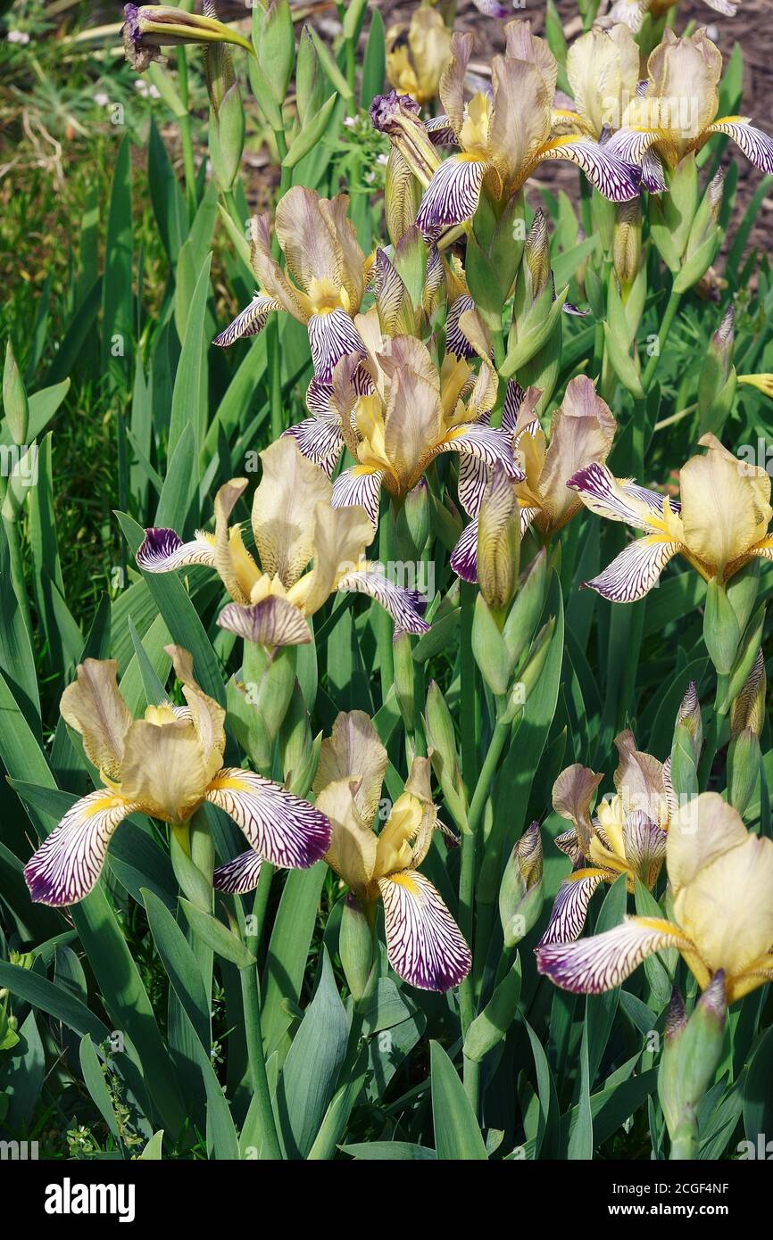 Variegated Sweet iris (Iris [Iris] variegata). Called Hungarian Iris ...
