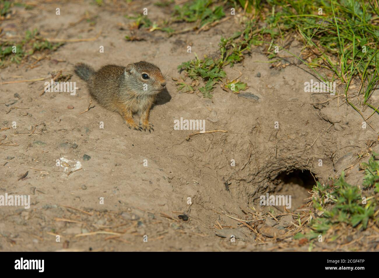 A baby Uinta ground squirrel (Spermophilus armatus) at its burrow in ...
