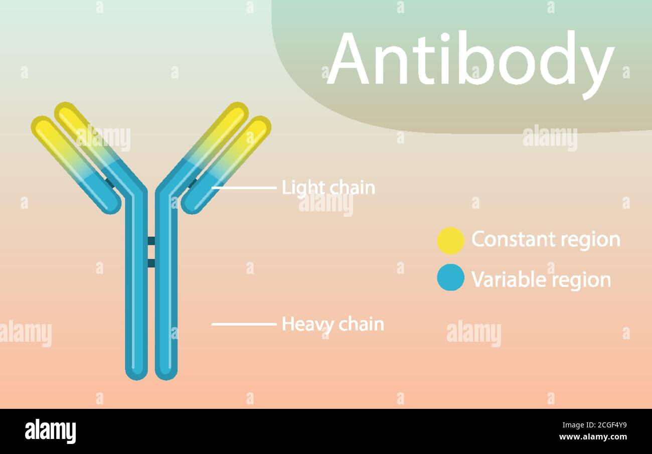 Antibody structure diagram for education illustration Stock Vector Image & Art - Alamy