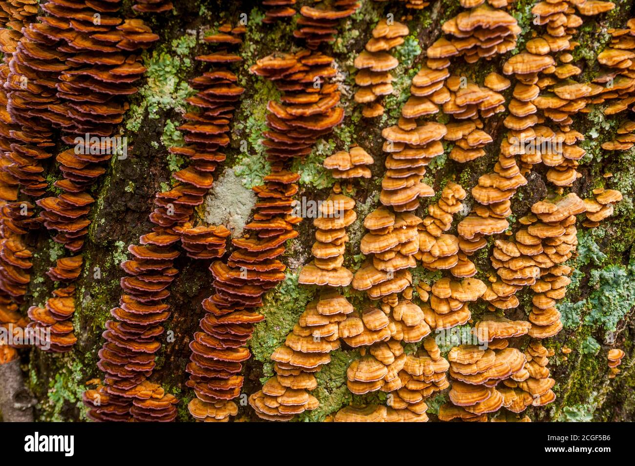 Fungi growing on a dead tree in the deciduous forest in the Hanging ...