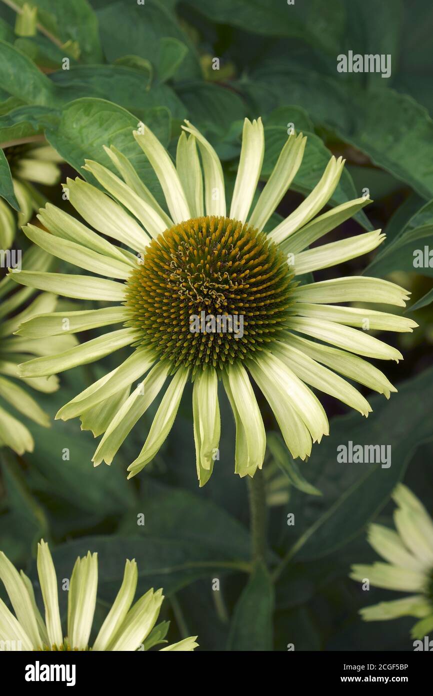 Cheyenne Spirit Coneflower (Echinacea 'Cheyenne Spirit' Stock Photo - Alamy