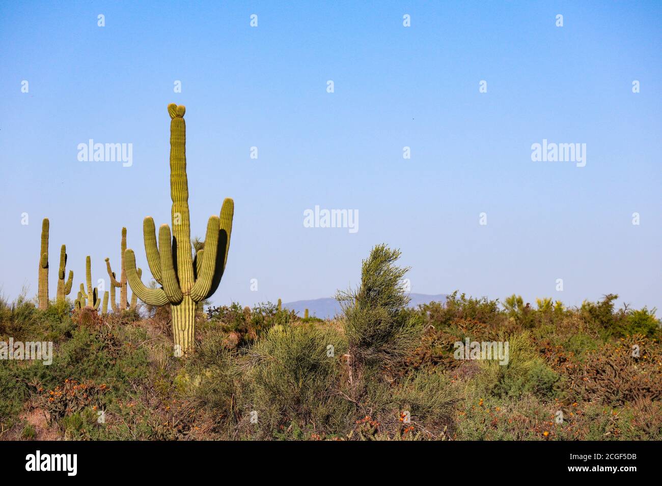 Big saguaros hi-res stock photography and images - Alamy