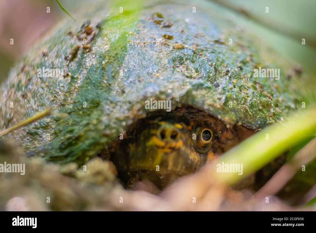 Common musk turtle hi-res stock photography and images - Alamy