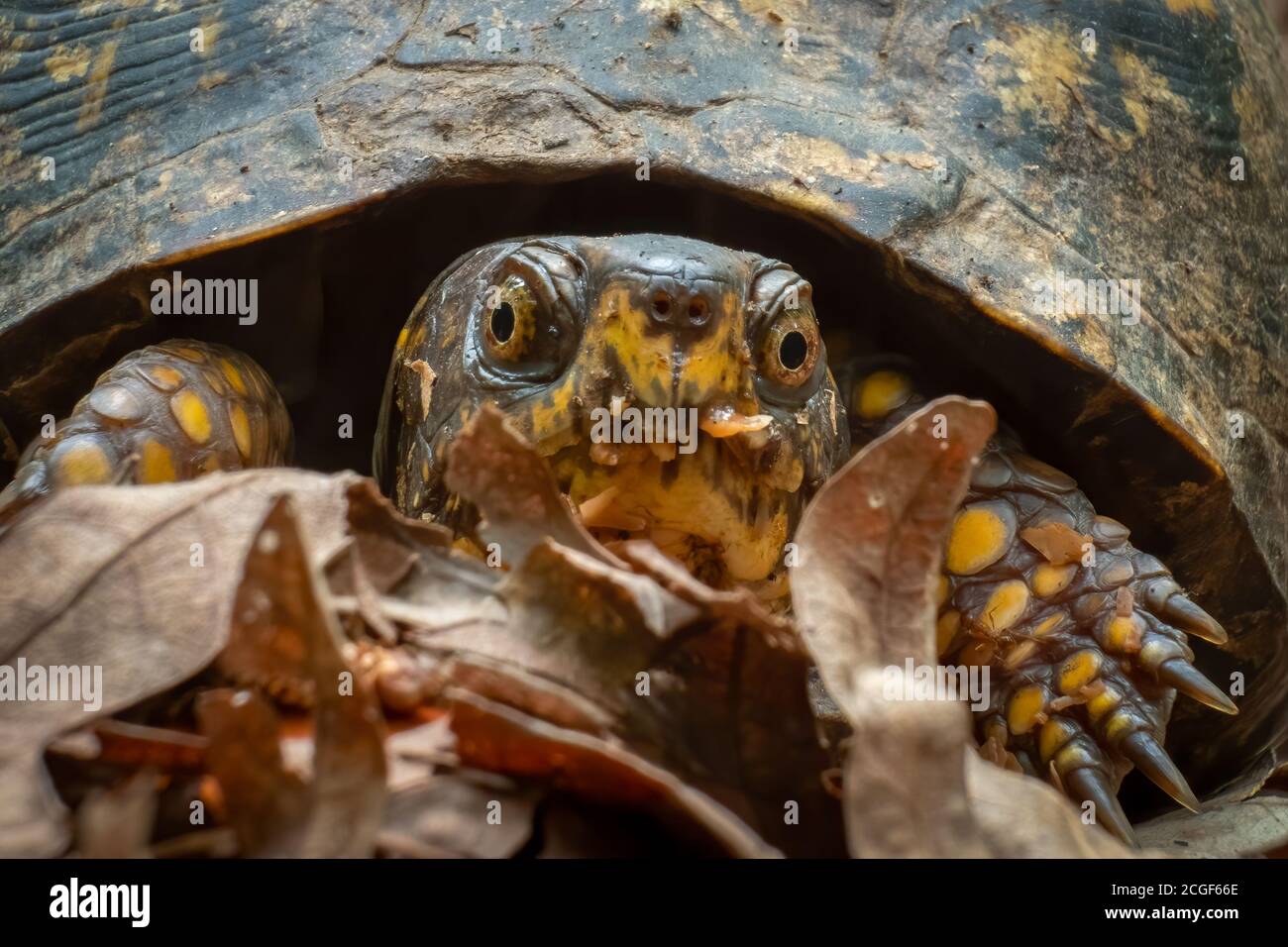 Close up front view of a female Eastern Box Turtle in the woods ...