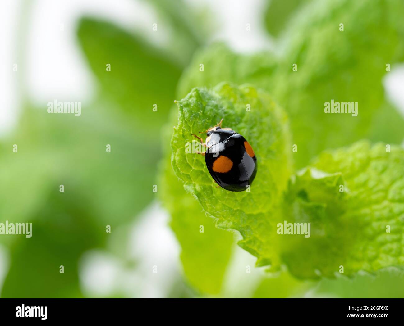 Japanese red bug hi-res stock photography and images - Alamy