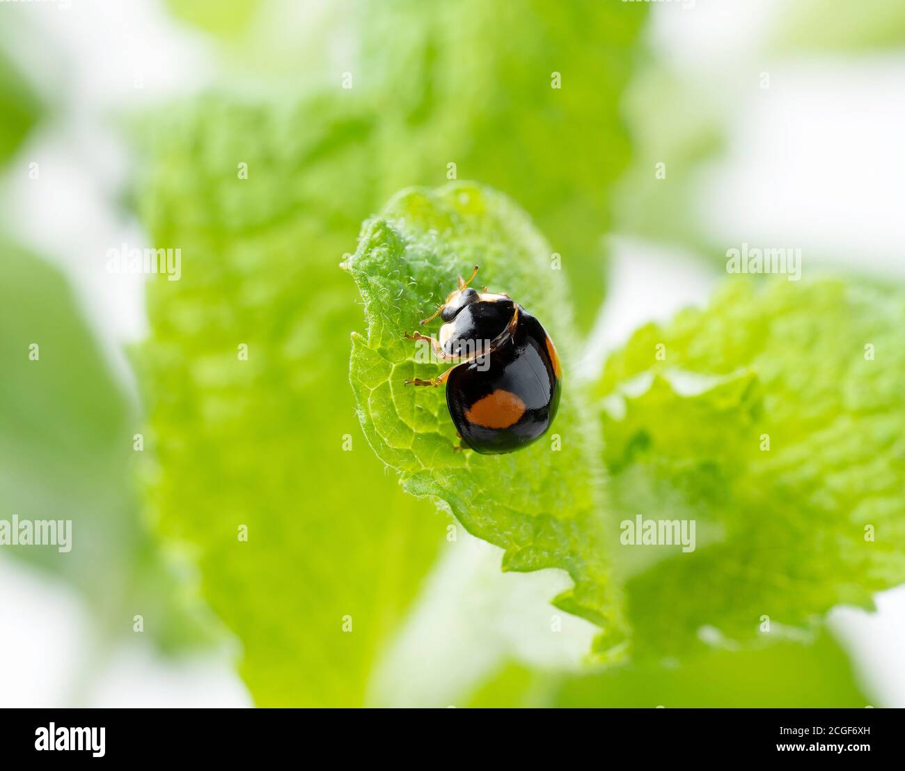 Japanese ladybug.A close-up of a Futamon black ladybird Stock Photo - Alamy