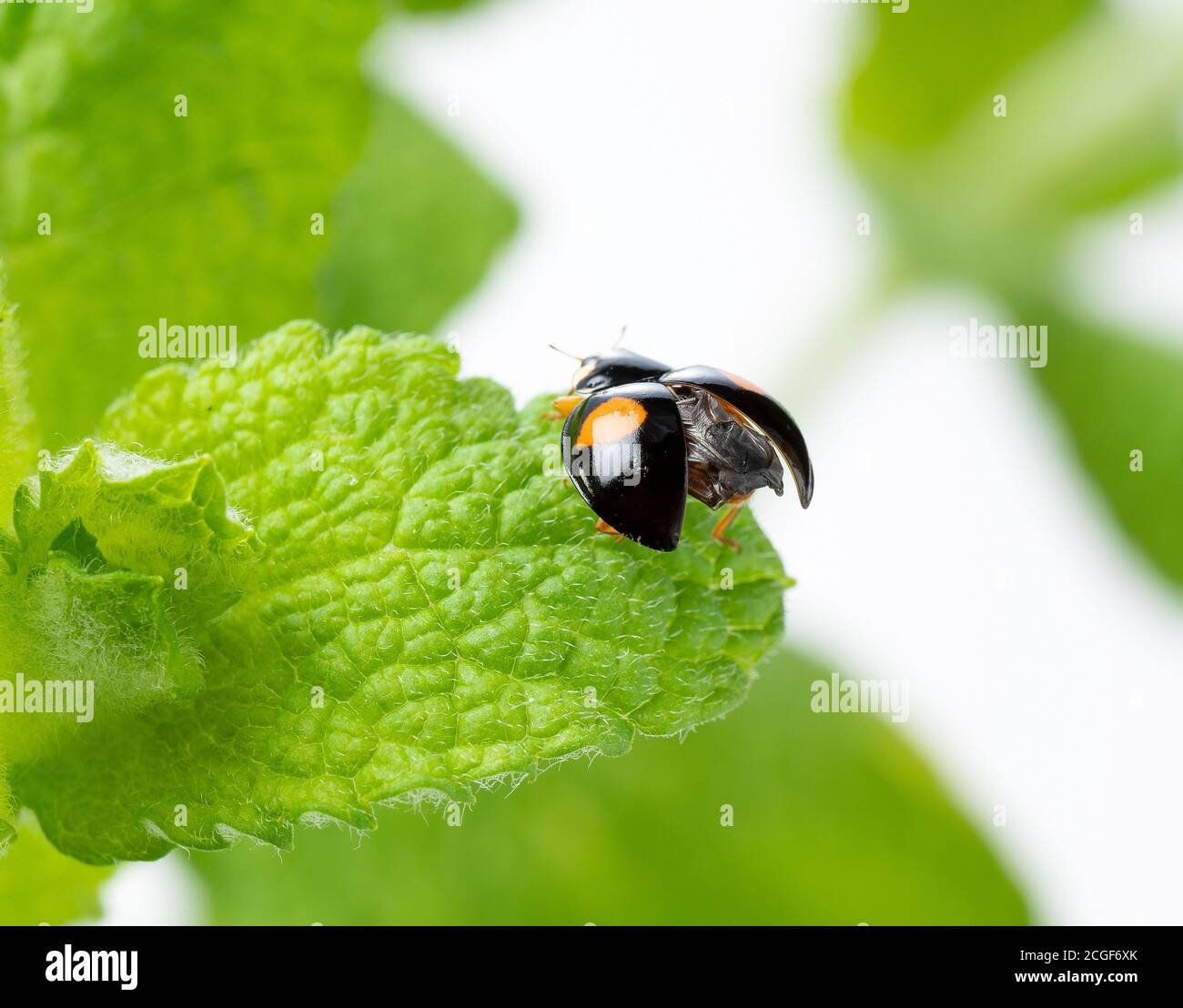 Japanese Ladybug
