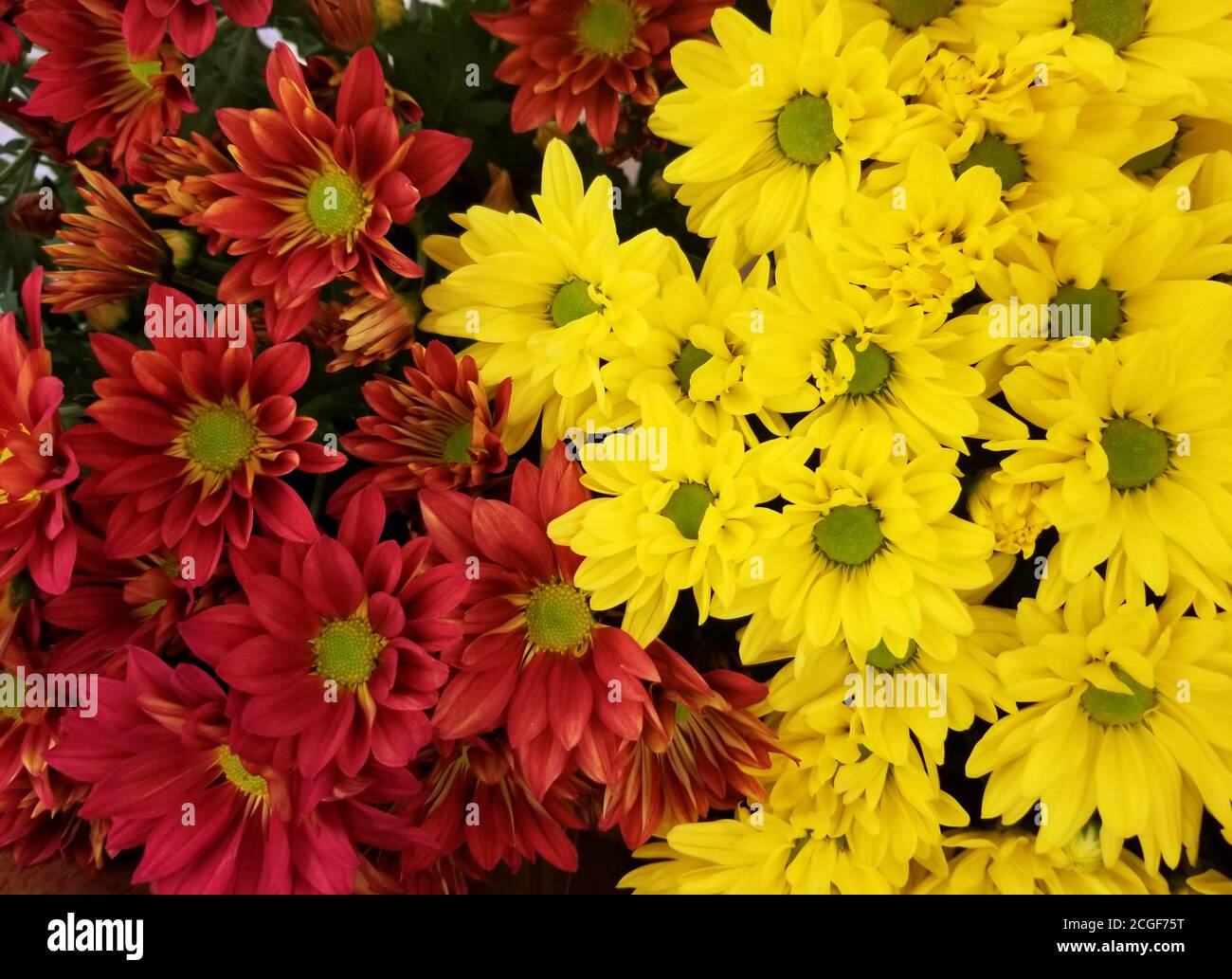 A mixed of dark red and yellow color of chrysanthemum flowers Stock ...