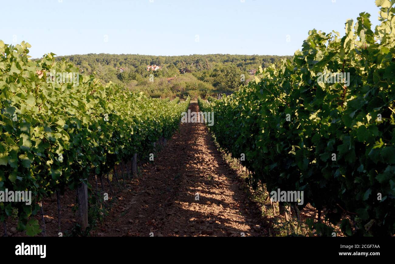 Balatonudvari, Hungary. 8th Sep, 2020. A view of vineyards during the ...