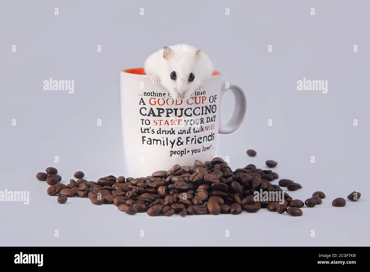 hamster looks out of a cup of coffee. coffee beans are scattered ...