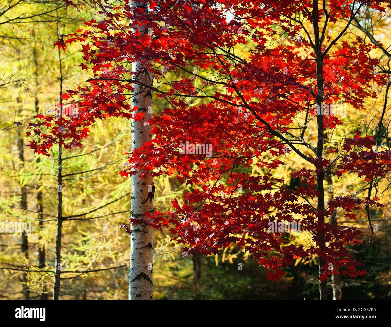 Phoenix north mountain hi-res stock photography and images - Alamy