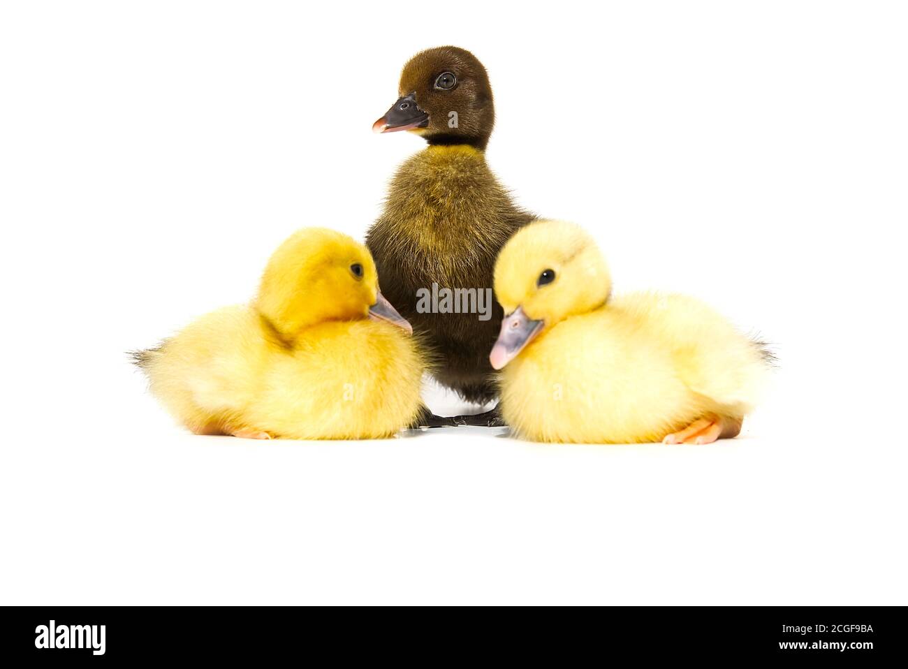 NewBorn little Cute yellow and black ducklings on white background ...