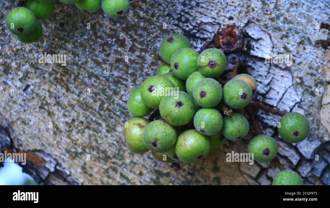 Cluster fig or Indian fig fruit on tree in Indonesia Stock Photo - Alamy