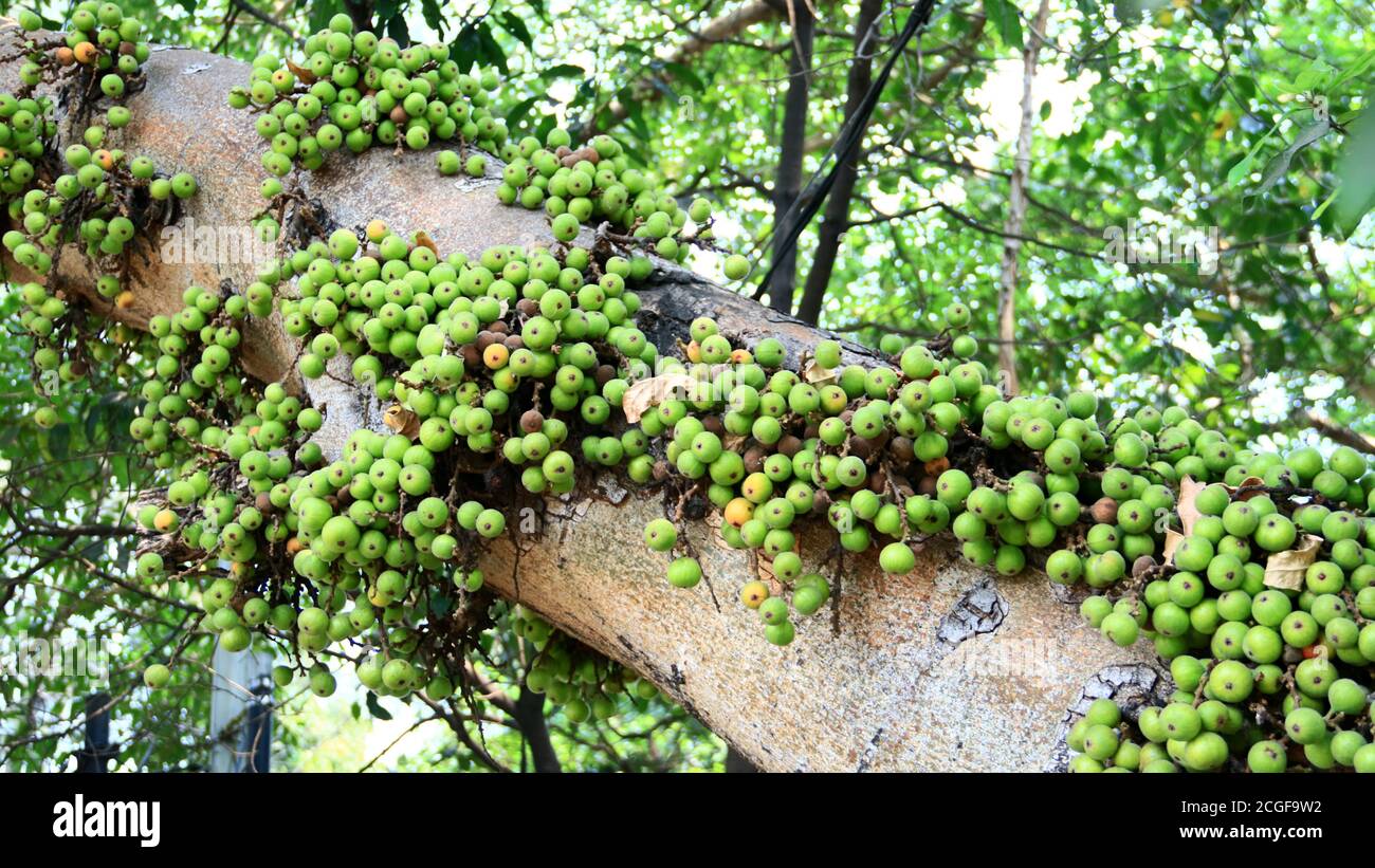 Fig fruit hi-res stock photography and images - Alamy