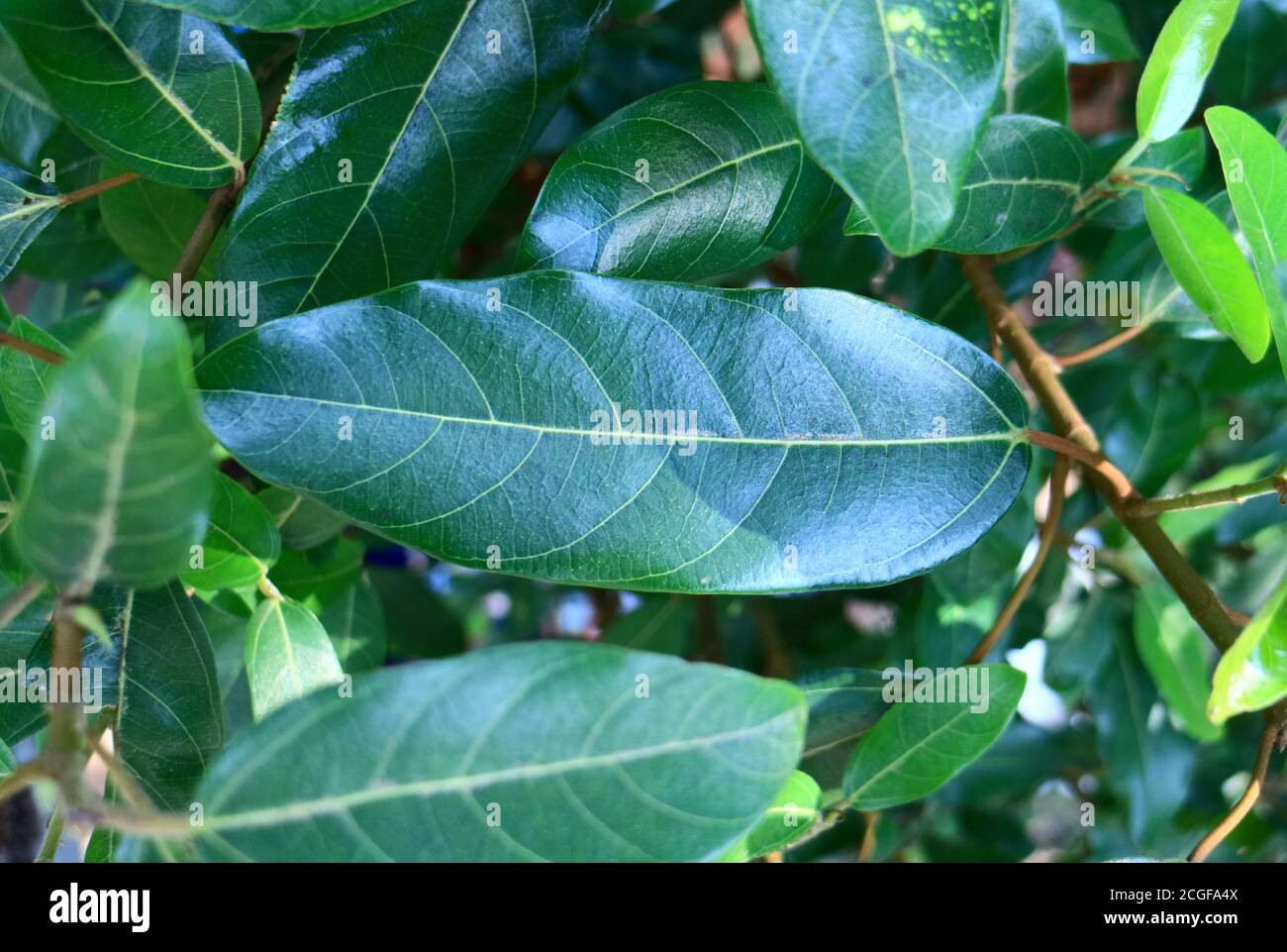 Cluster fig or goolar fig leaf on tree Stock Photo - Alamy