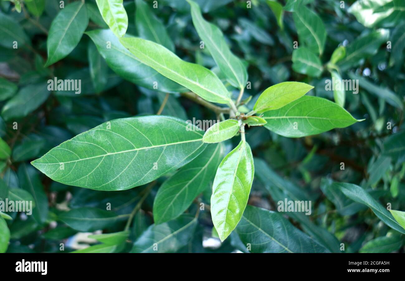 Goolar hi-res stock photography and images - Alamy