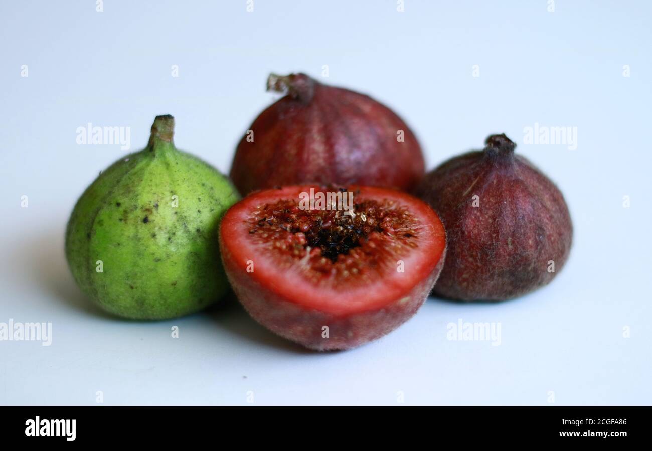 Cluster fig tree or Indian fig tree on white background Stock Photo - Alamy