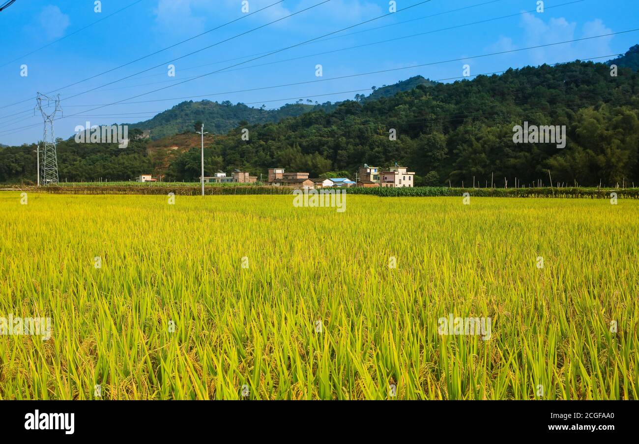 Low angle view of rice field hi-res stock photography and images - Alamy