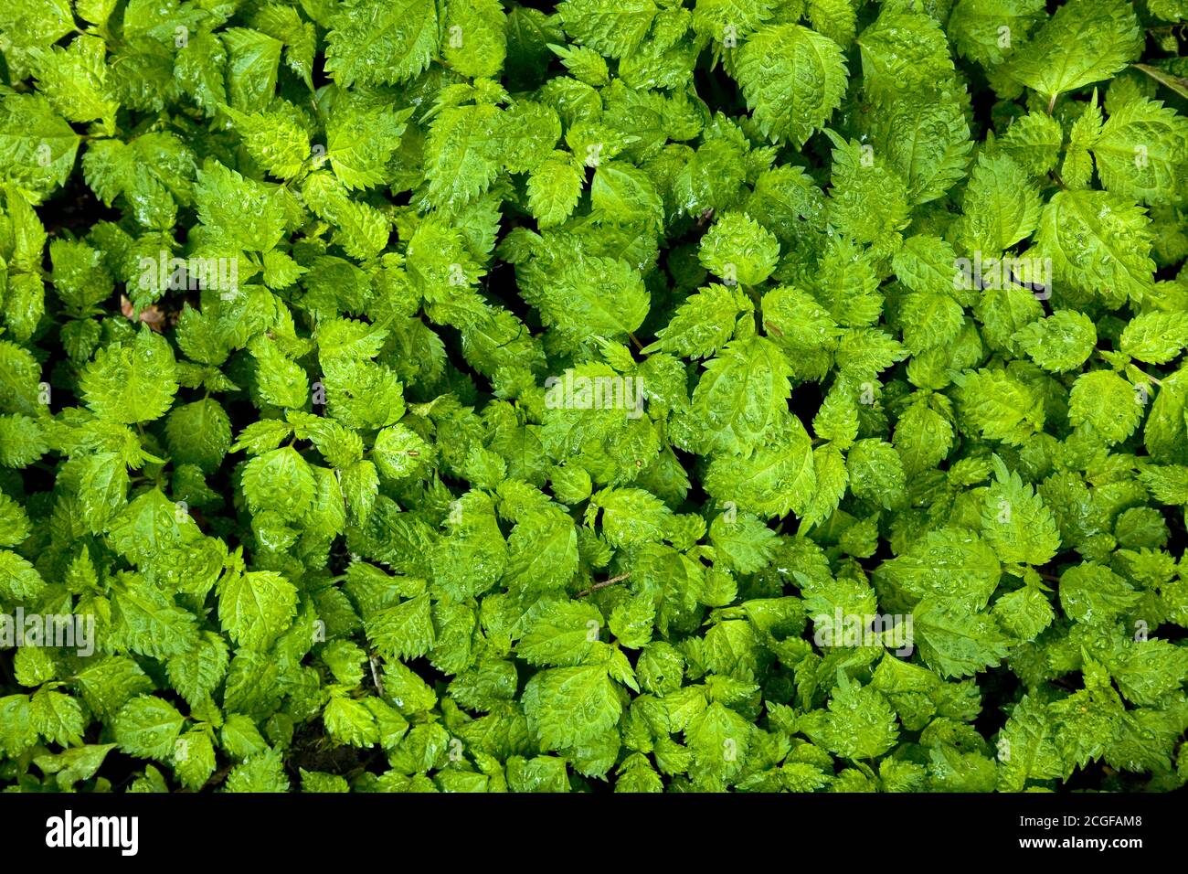 Alpine herb green leaves Taiwan Stock Photo - Alamy
