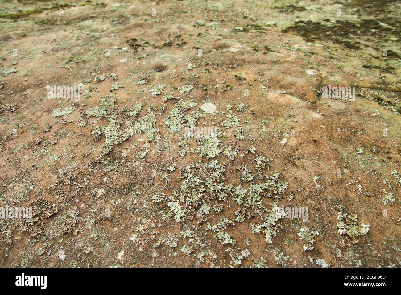 Green moss on an old rock with selective focus Stock Photo - Alamy