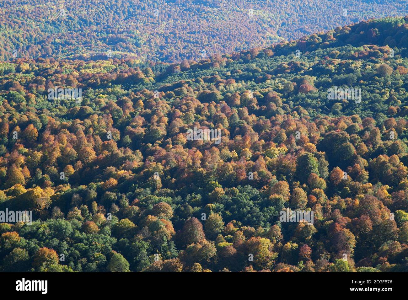 Top view dense autumn forest hi-res stock photography and images - Alamy