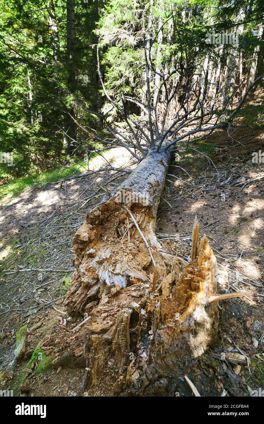 Dead rotten tree with life inside hi-res stock photography and images - Alamy