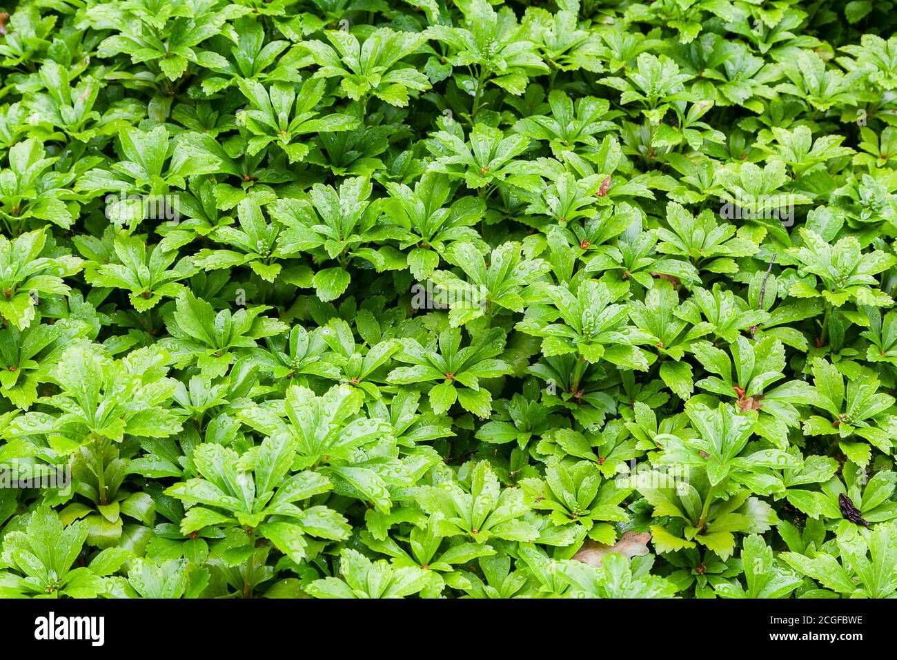 Green bush leaves hi-res stock photography and images - Alamy