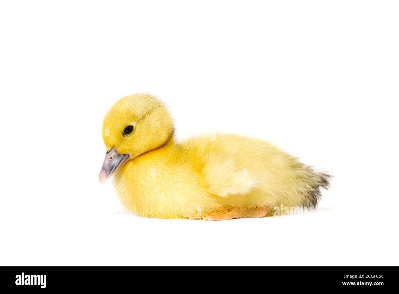 NewBorn little Cute yellow duckling isolated on white Stock Photo - Alamy