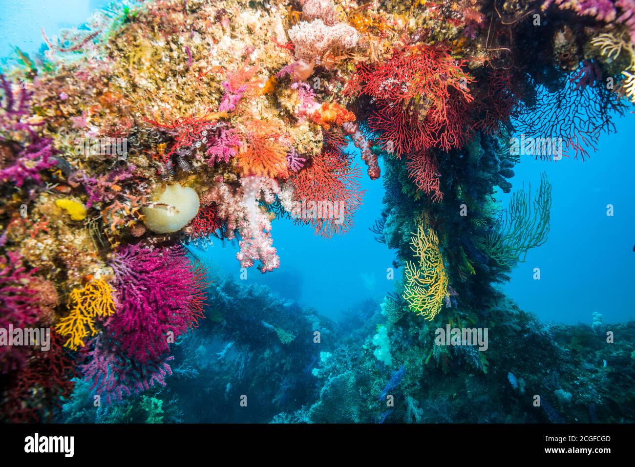 A lot of colorful soft corals cover the artificial fish reef against ...