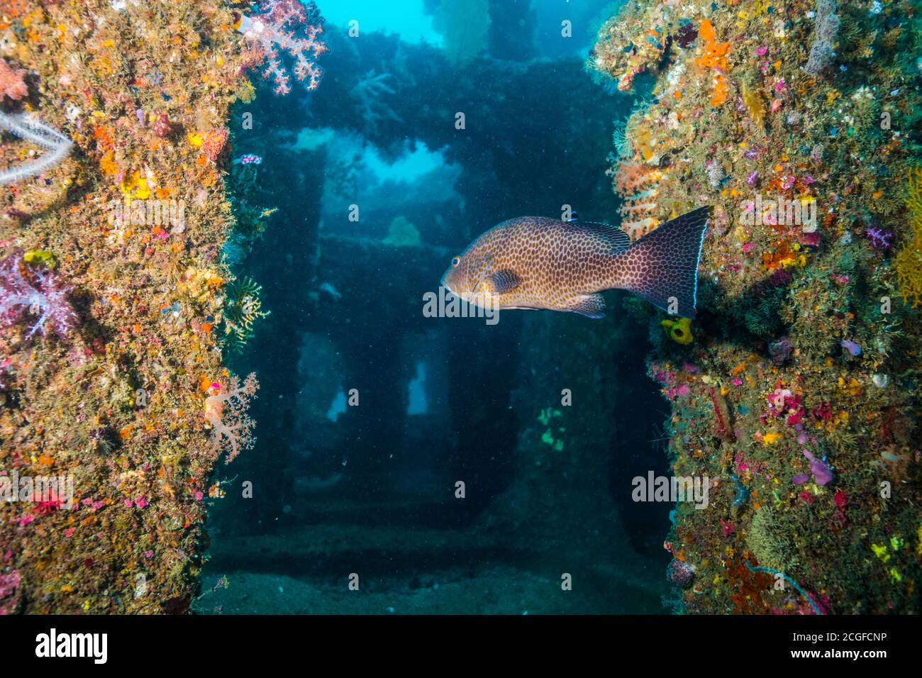 Grouper fish farming hi-res stock photography and images - Alamy