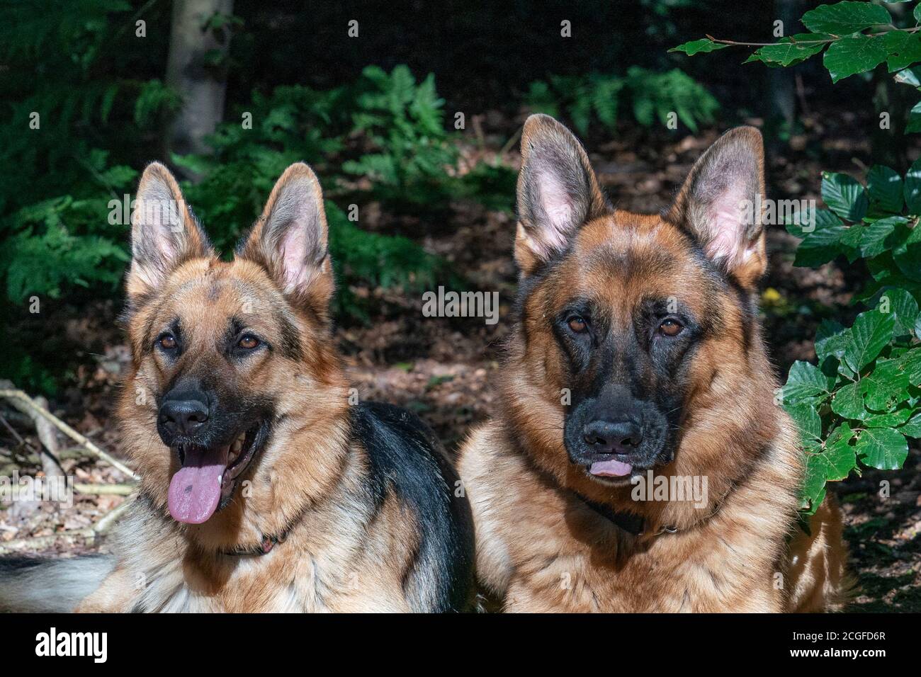 Two German Shepherd dogs lie together in the forest, sunlight shines on ...