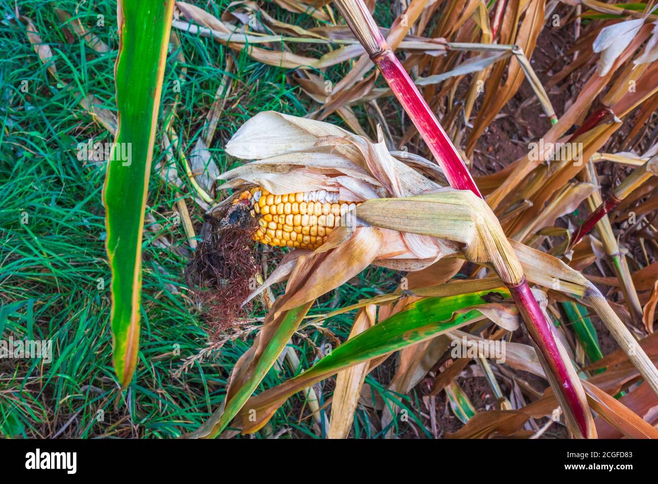 What Is Maize Ear at Mackenzie Ramos blog