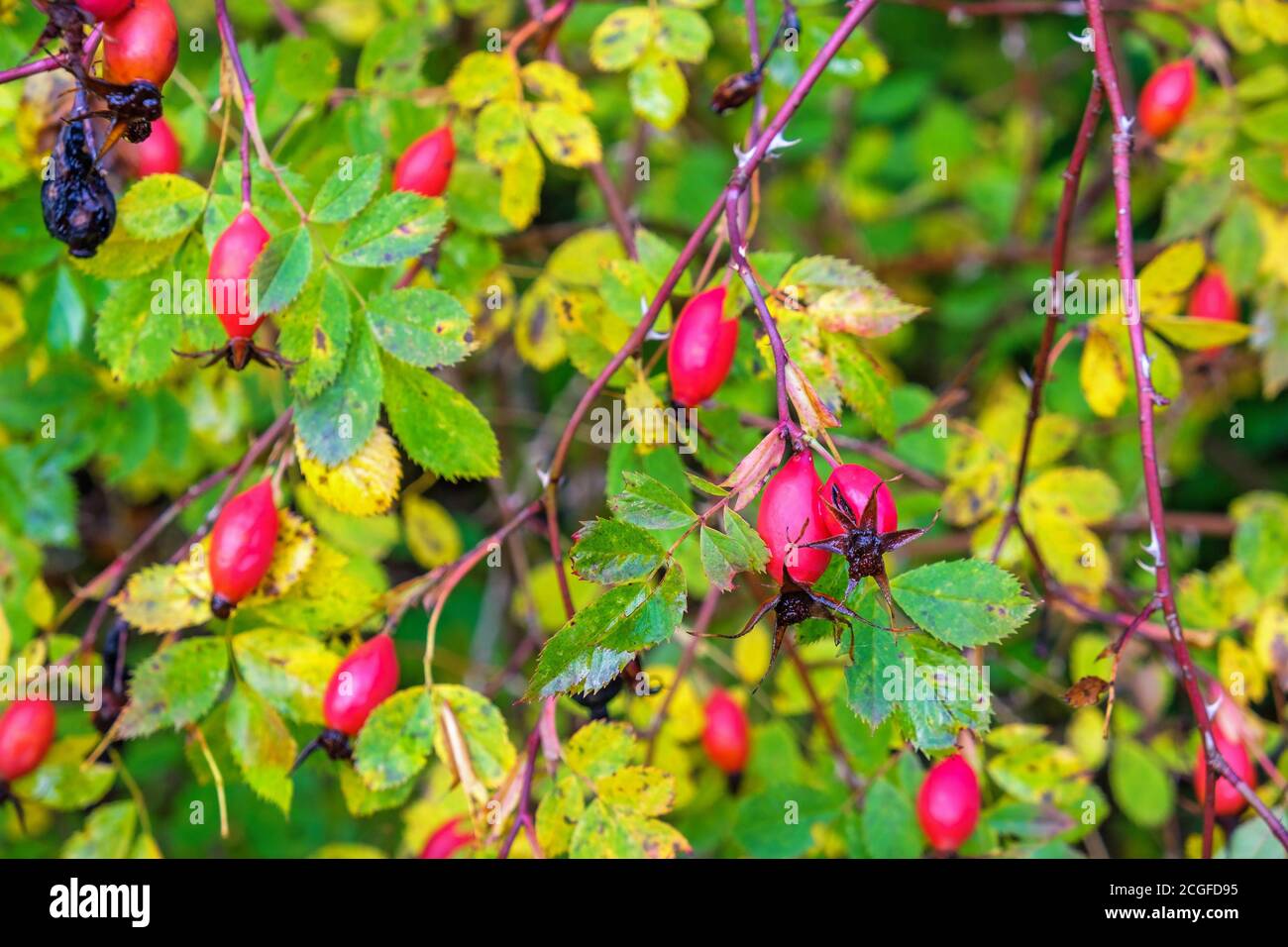 Rose hip bush hi-res stock photography and images - Alamy